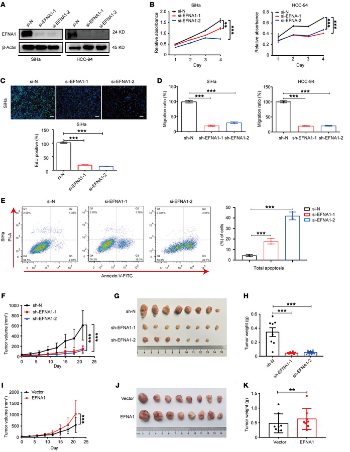 JCI - Super-enhancer–driven EFNA1 fuels tumor progression in cervical ...