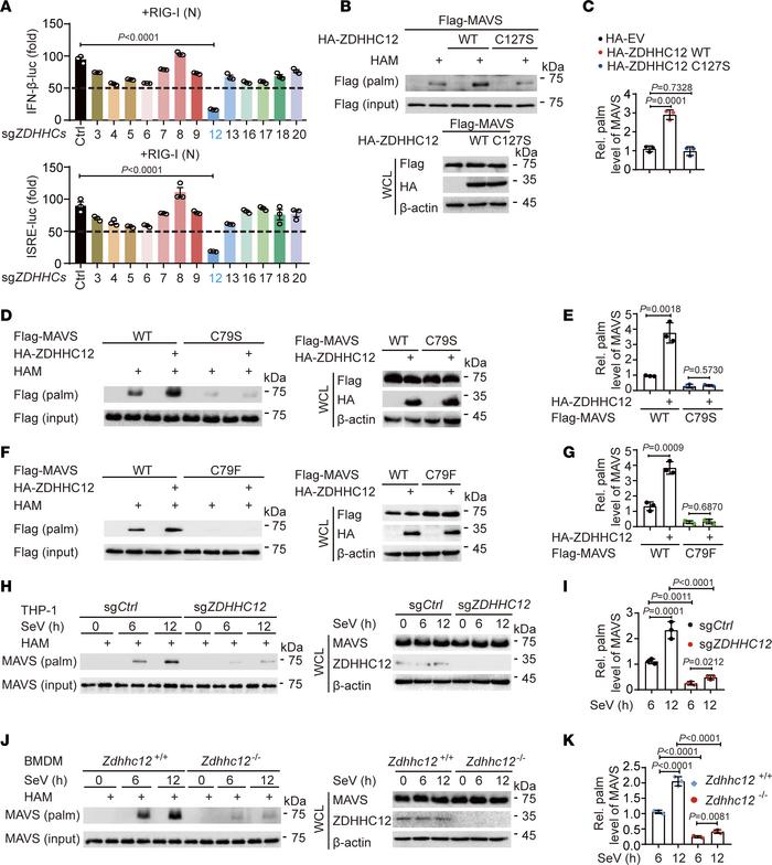 JCI - Palmitoylation acts as a checkpoint for MAVS aggregation to ...