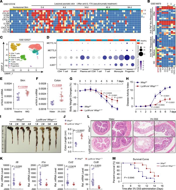 JCI - Elevated WTAP promotes hyperinflammation by increasing m6A ...