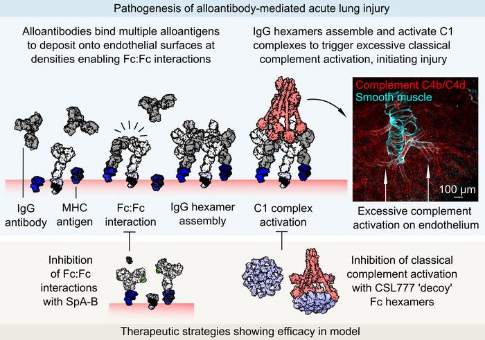 JCI - IgG hexamers initiate complement-dependent acute lung injury