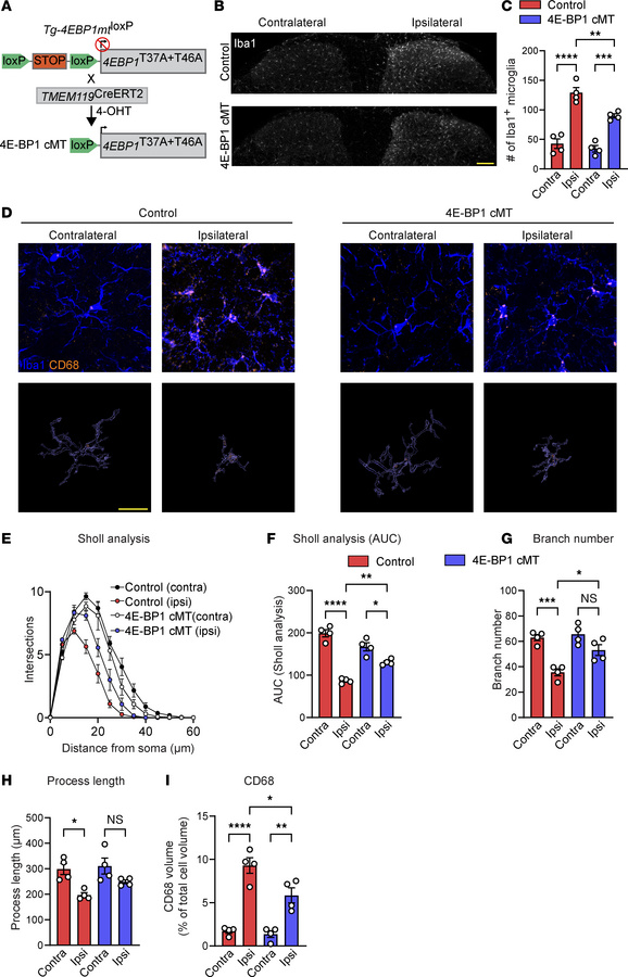 JCI - 4E-BP1–dependent translation in microglia controls mechanical hypersensitivity in male and ...