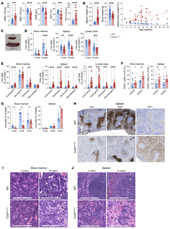JCI - The E3 ubiquitin ligase Cul5 regulates hematopoietic stem cell ...