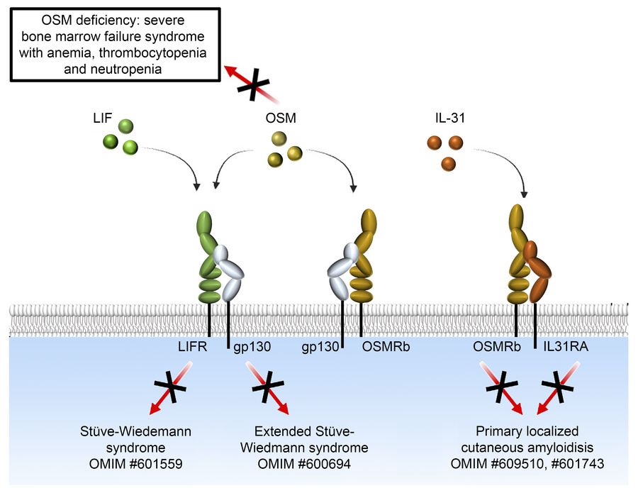 JCI - Human oncostatin M deficiency underlies an inherited severe bone ...