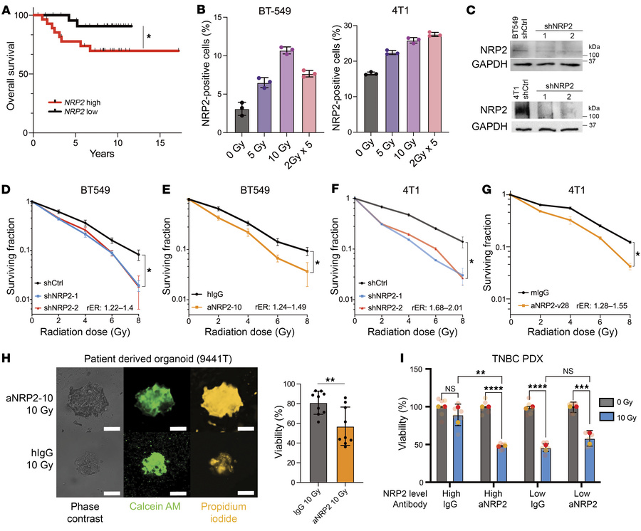 JCI - Neuropilin-2–expressing breast cancer cells mitigate radiation ...