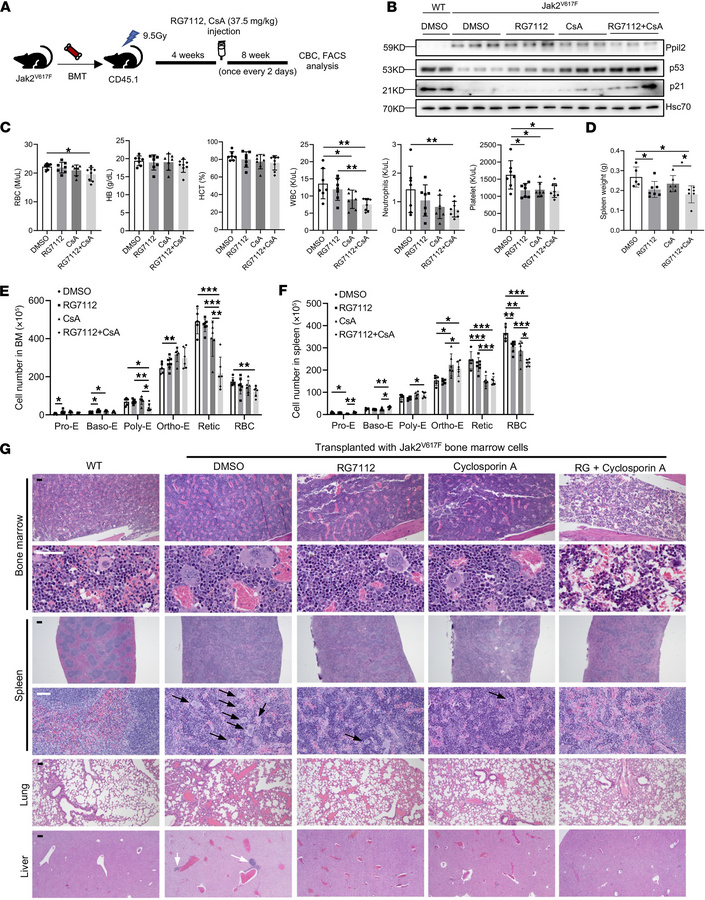 JCI - PPIL2 is a target of the JAK2/STAT5 pathway and promotes ...