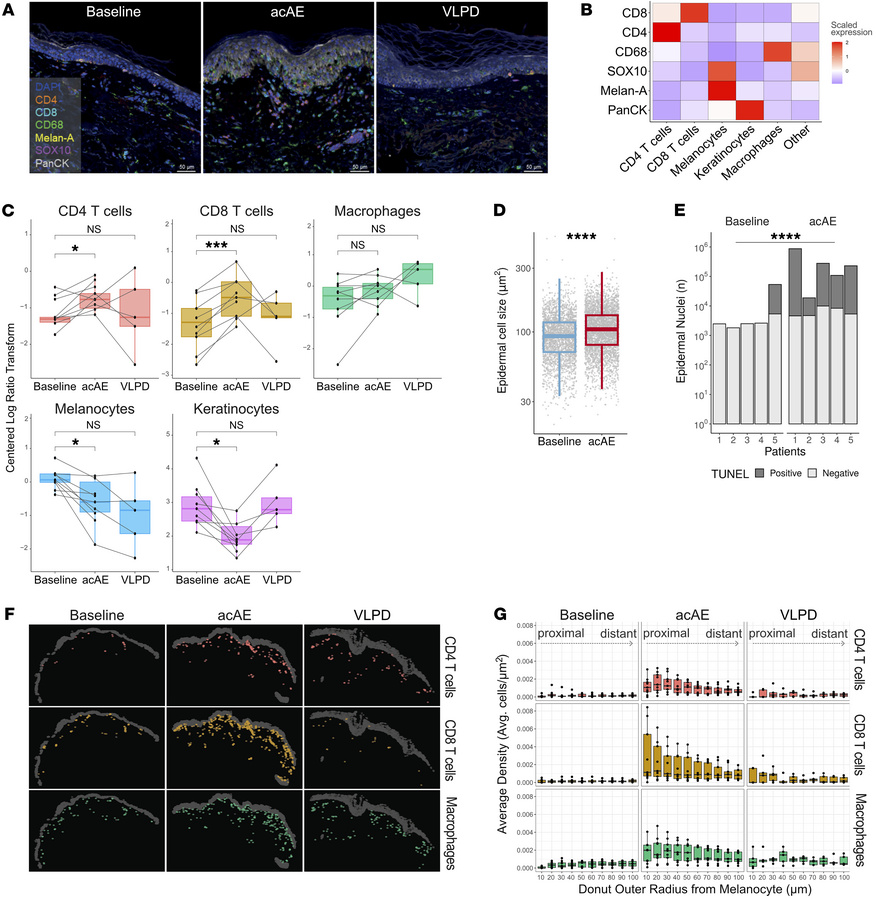 JCI - Tebentafusp elicits on-target cutaneous immune responses driven ...