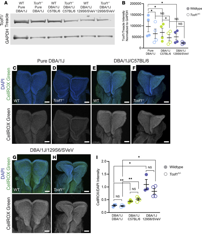 JCI - Gene-environment interactions modulate the phenotype severity in ...