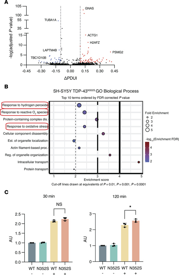 JCI - TDP-43 dysregulation of polyadenylation site selection is a ...
