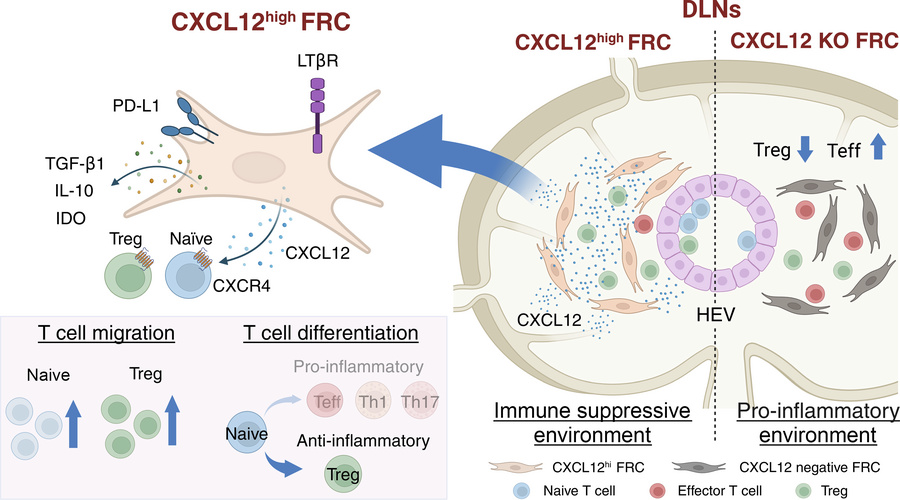 JCI CXCL12 Fibroblastic Reticular Cells In Lymph Nodes Facilitate JCI CXCL12 Fibroblastic Reticular Cells In Lymph Nodes Facilitate