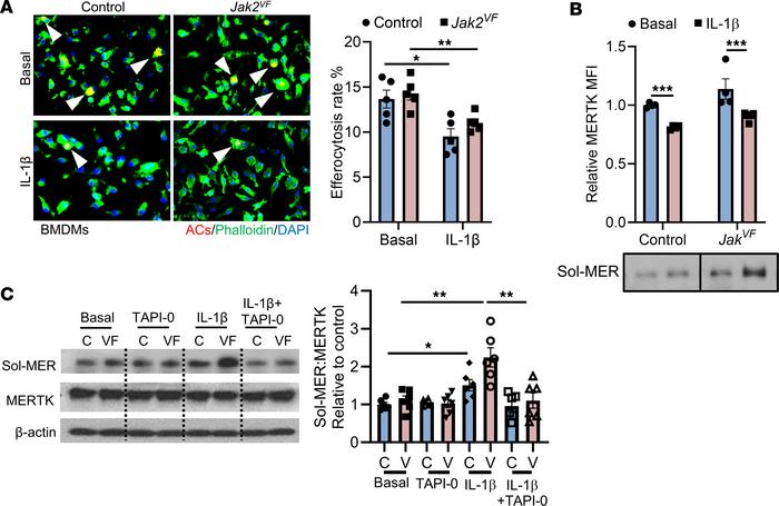 JCI - Inflammatory crosstalk impairs phagocytic receptors and ...