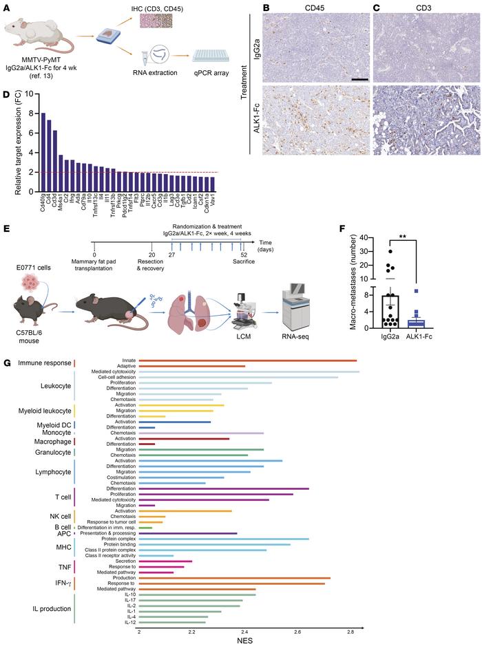 JCI - An activin receptor-like kinase 1–governed monocytic lineage ...