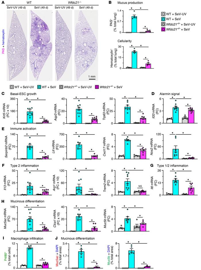 JCI A Correctable Immune Niche For Epithelial Stem Cell Reprogramming