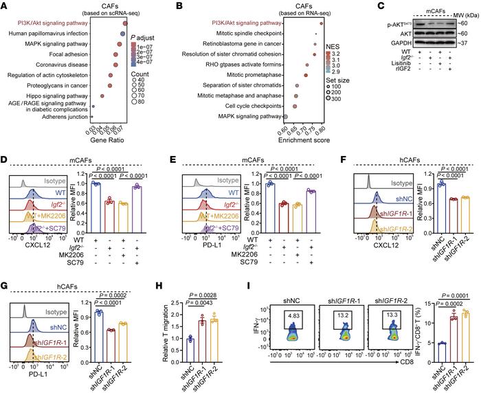 JCI - Insulin-like growth factor 2 drives fibroblast-mediated tumor ...