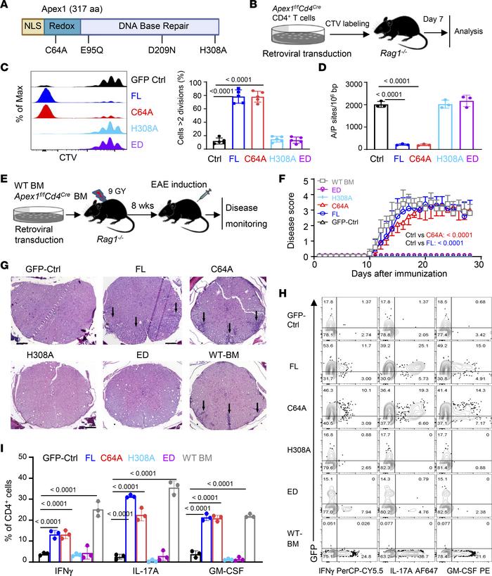 JCI - Apex1 safeguards genomic stability to ensure a cytopathic T cell ...