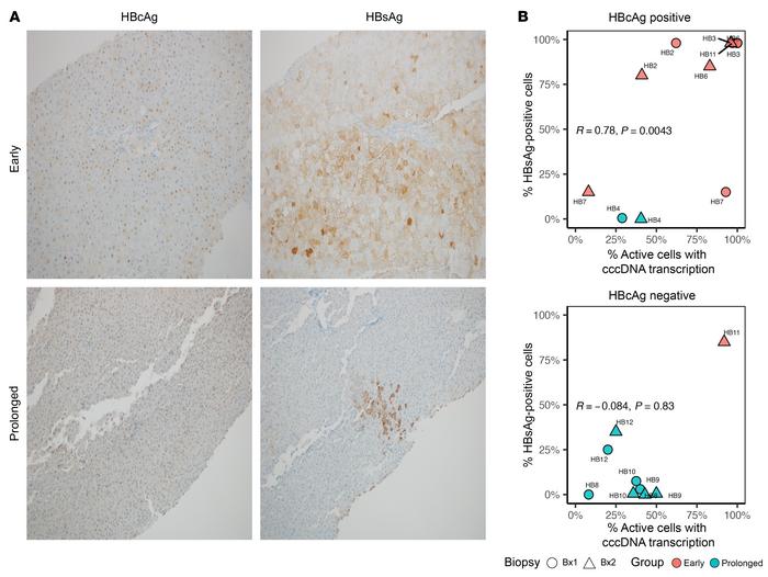 JCI - Transcription of hepatitis B surface antigen shifts from cccDNA ...