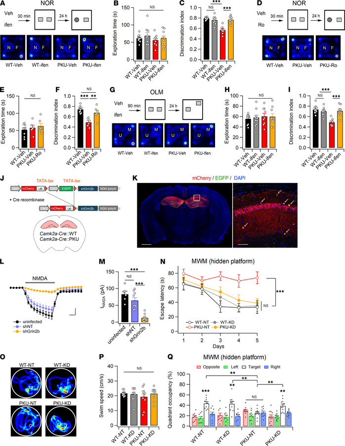 JCI - GluN2B suppression restores phenylalanine-induced neuroplasticity ...