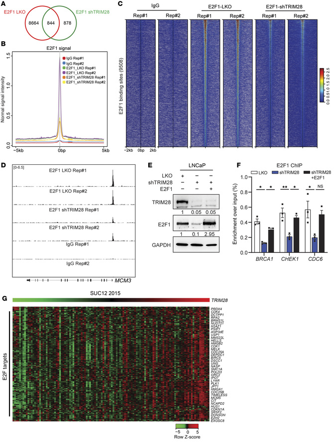 JCI - RSK1-driven TRIM28/E2F1 feedback loop promotes castration ...