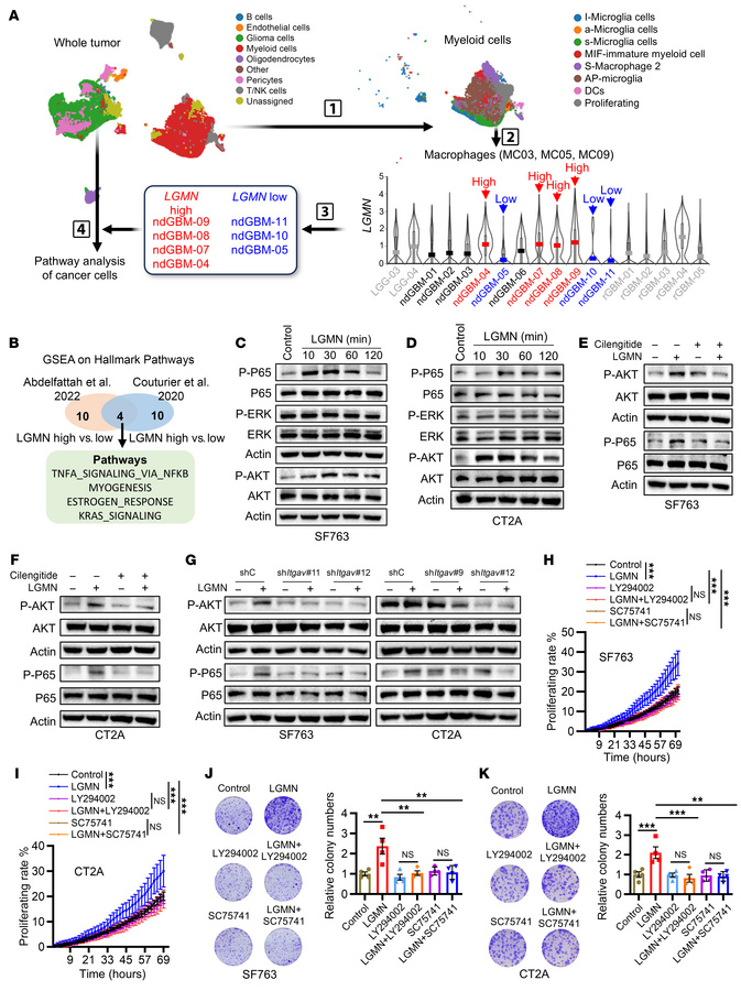 JCI - Targeting legumain-mediated cell-cell interaction sensitizes ...