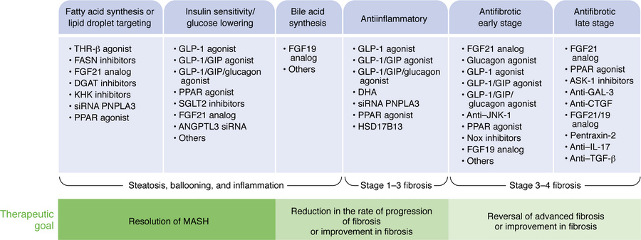 JCI - Therapeutic horizons in metabolic dysfunction–associated ...