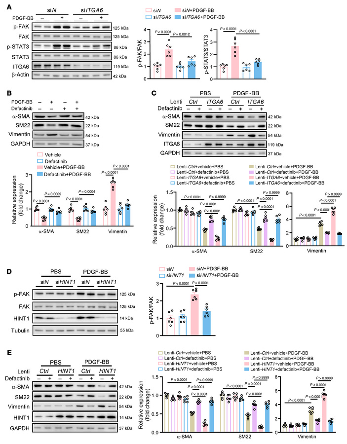 JCI - HINT1 aggravates aortic aneurysm by targeting ITGA6/FAK axis in ...