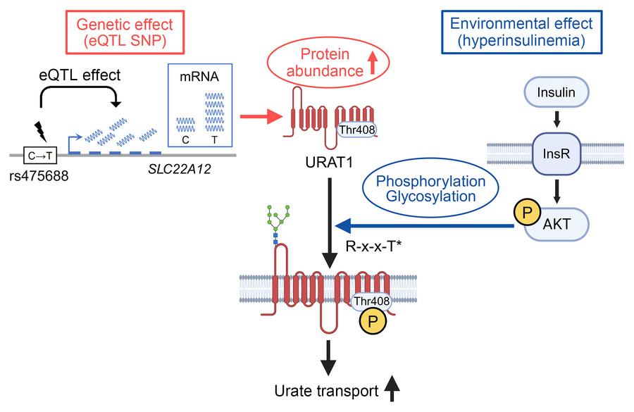 JCI - Gene-environment interaction modifies the association between ...