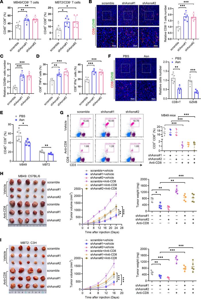 JCI - Asparagine drives immune evasion in bladder cancer via RIG-I ...
