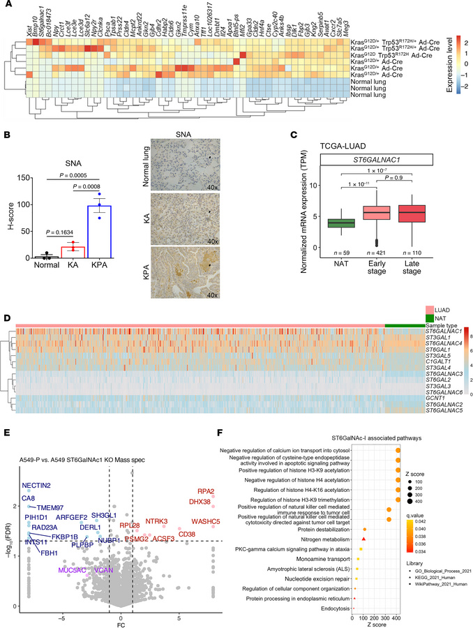 JCI - ST6GalNAc-I regulates tumor cell sialylation via NECTIN2/MUC5AC ...
