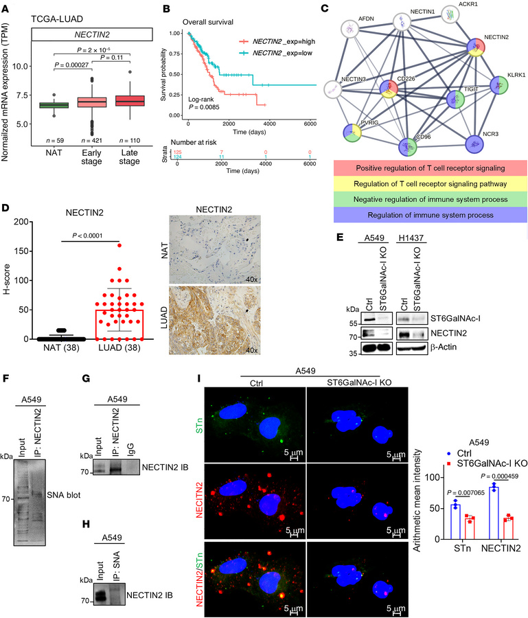 JCI - ST6GalNAc-I regulates tumor cell sialylation via NECTIN2/MUC5AC ...