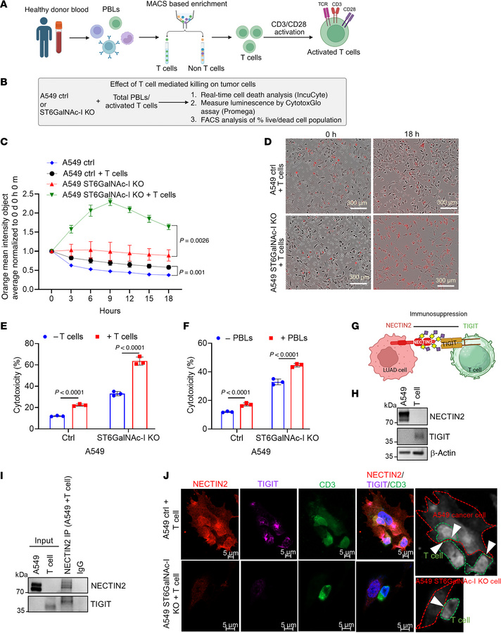 JCI - ST6GalNAc-I regulates tumor cell sialylation via NECTIN2/MUC5AC ...
