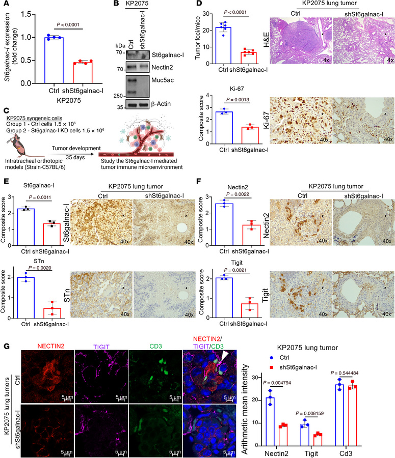 JCI - ST6GalNAc-I regulates tumor cell sialylation via NECTIN2/MUC5AC ...