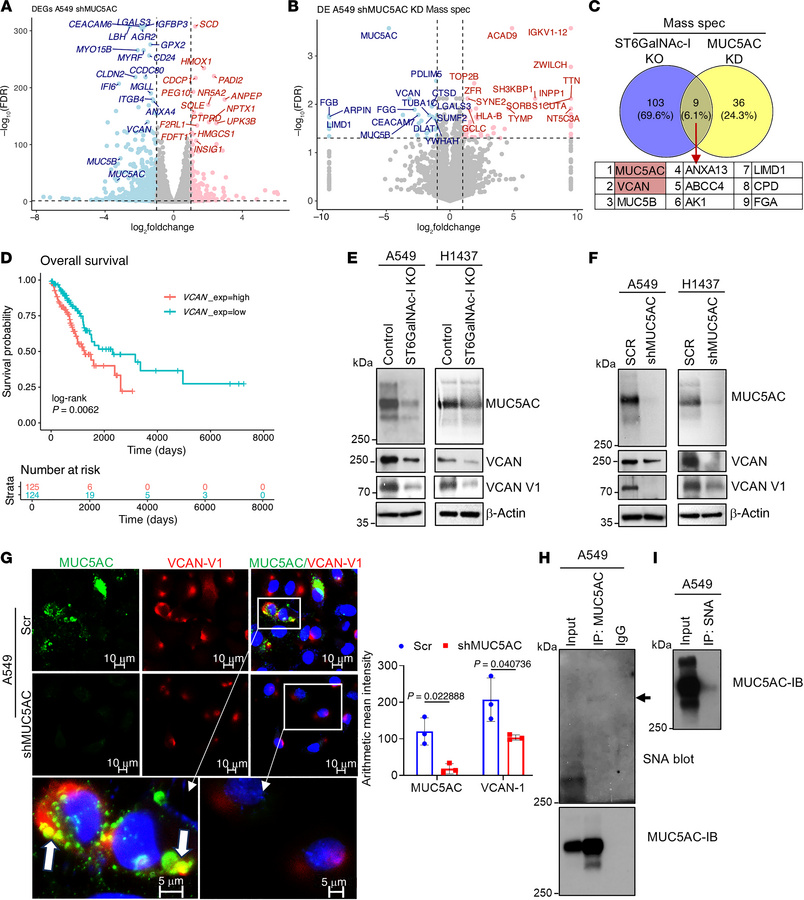 JCI - ST6GalNAc-I regulates tumor cell sialylation via NECTIN2/MUC5AC ...
