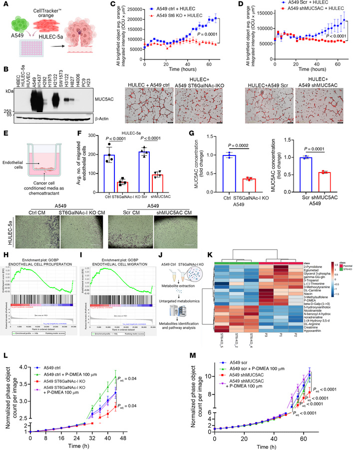JCI - ST6GalNAc-I regulates tumor cell sialylation via NECTIN2/MUC5AC ...