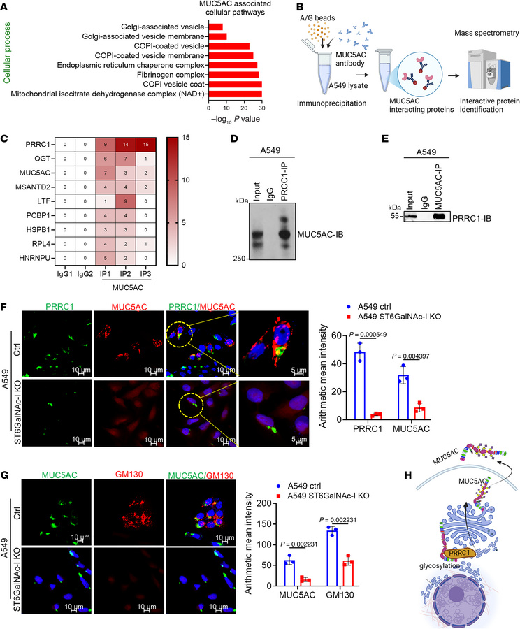 JCI - ST6GalNAc-I regulates tumor cell sialylation via NECTIN2/MUC5AC ...