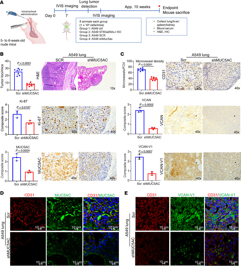 JCI - ST6GalNAc-I regulates tumor cell sialylation via NECTIN2/MUC5AC ...