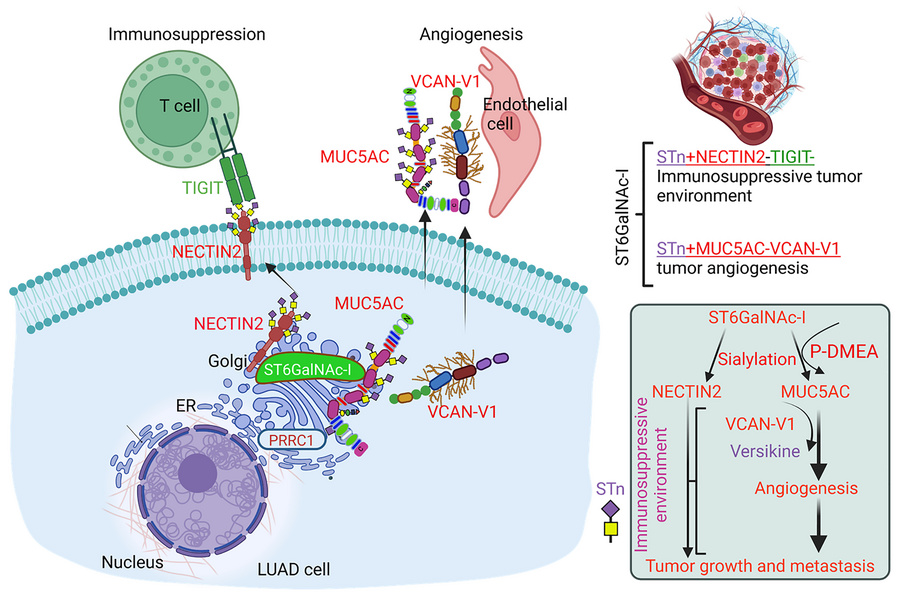 JCI - ST6GalNAc-I regulates tumor cell sialylation via NECTIN2/MUC5AC ...