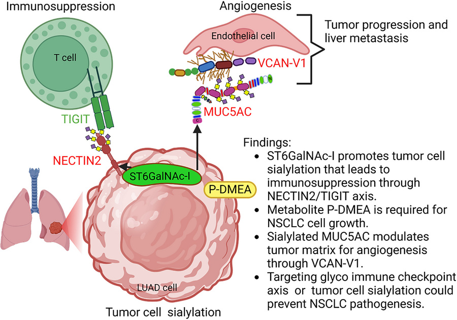 JCI - ST6GalNAc-I regulates tumor cell sialylation via NECTIN2/MUC5AC ...