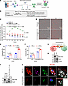 JCI - ST6GalNAc-I regulates tumor cell sialylation via NECTIN2/MUC5AC ...