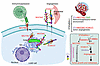 JCI - ST6GalNAc-I regulates tumor cell sialylation via NECTIN2/MUC5AC ...