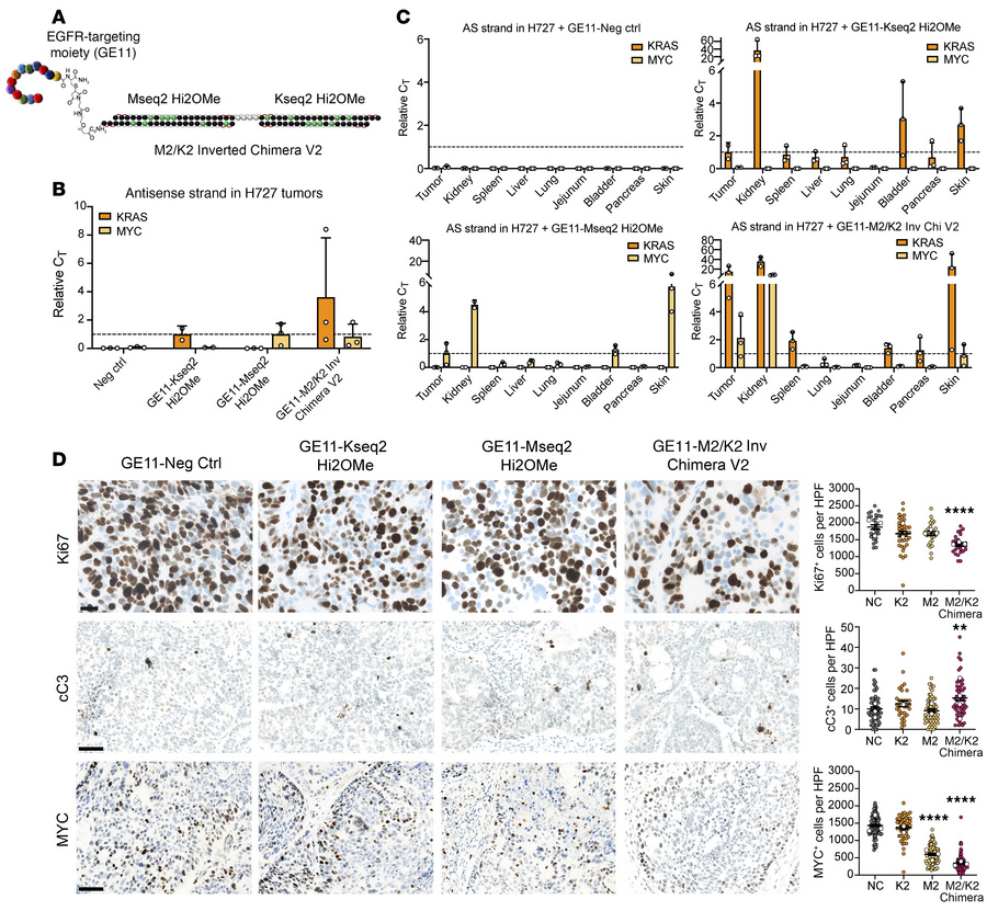 JCI - Inverted chimeric RNAi molecules synergistically cotarget MYC and ...