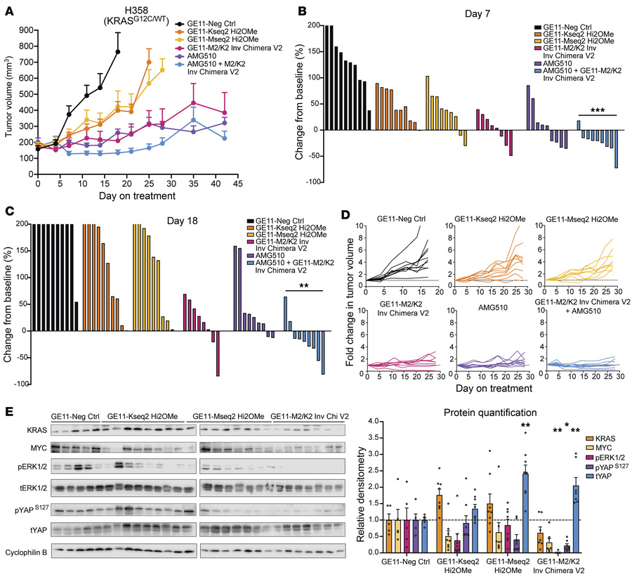 JCI - Inverted chimeric RNAi molecules synergistically cotarget MYC and ...