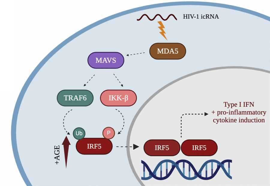 JCI - The macrophage-intrinsic MDA5/IRF5 axis drives HIV-1 intron ...