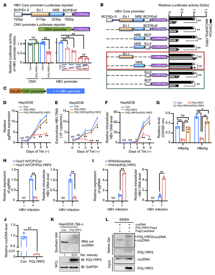 JCI - PGLYRP2 drives hepatocyte-intrinsic innate immunity by trapping ...