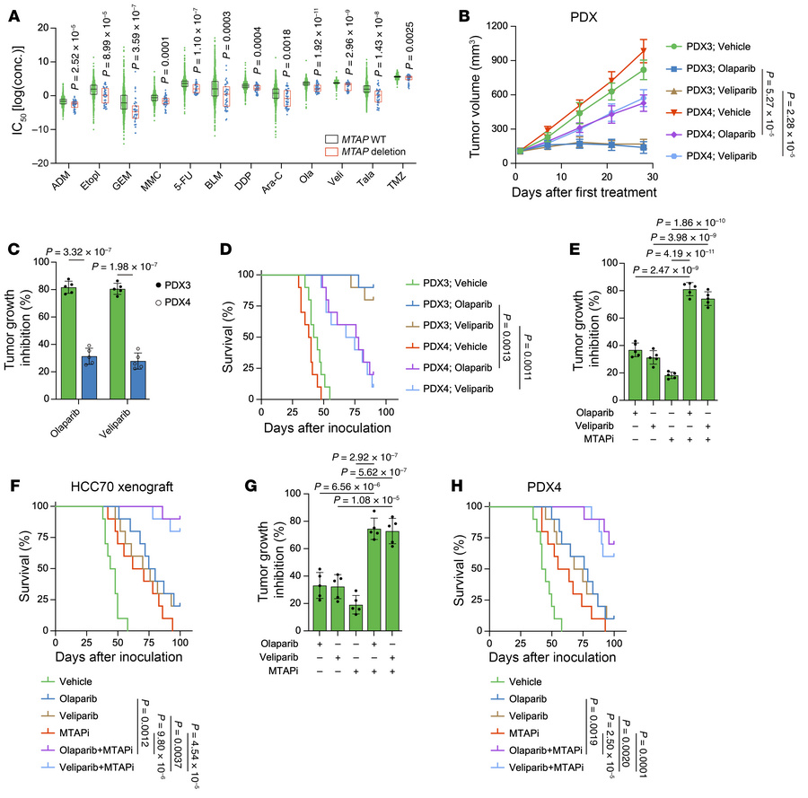 JCI - Targeting MTAP increases PARP inhibitor susceptibility in triple ...