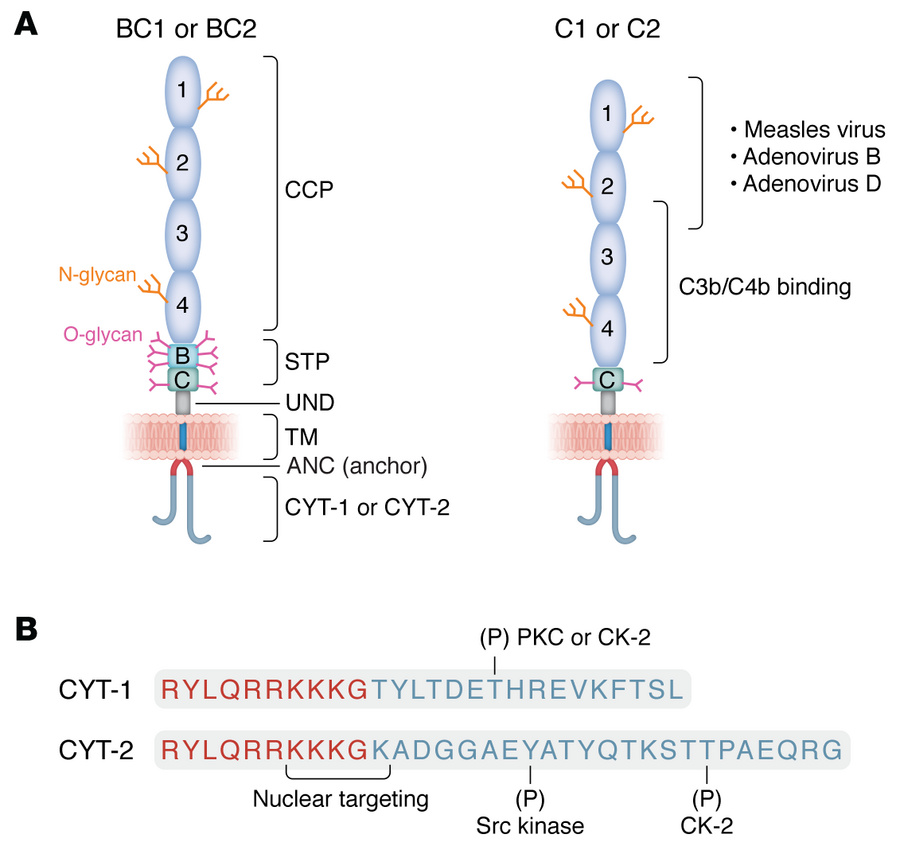 JCI - The multiverse of CD46 and oncologic interactions