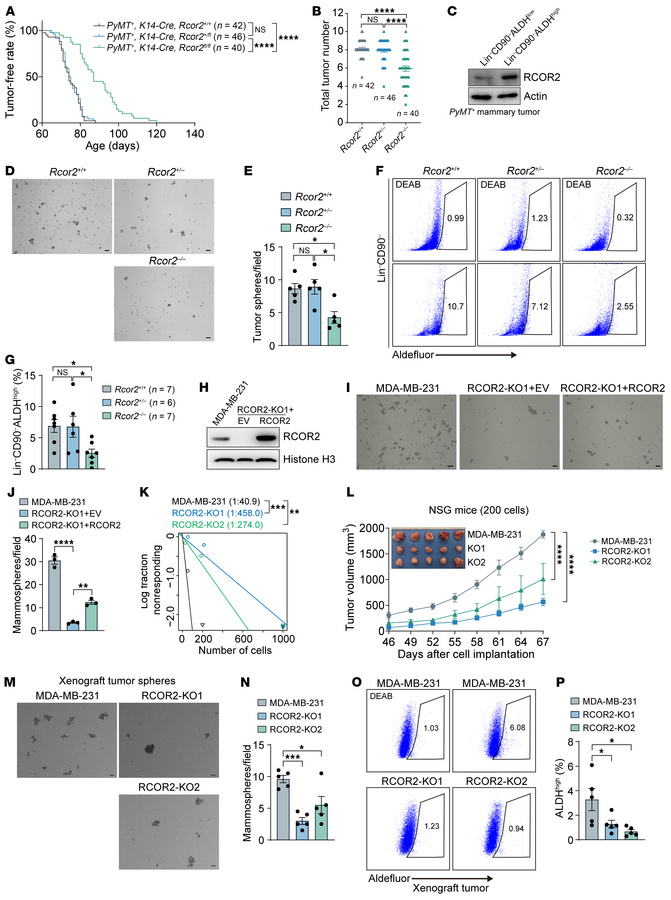 JCI - Tumoral RCOR2 promotes tumor development through dual epigenetic ...