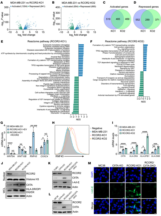 JCI - Tumoral RCOR2 promotes tumor development through dual epigenetic ...