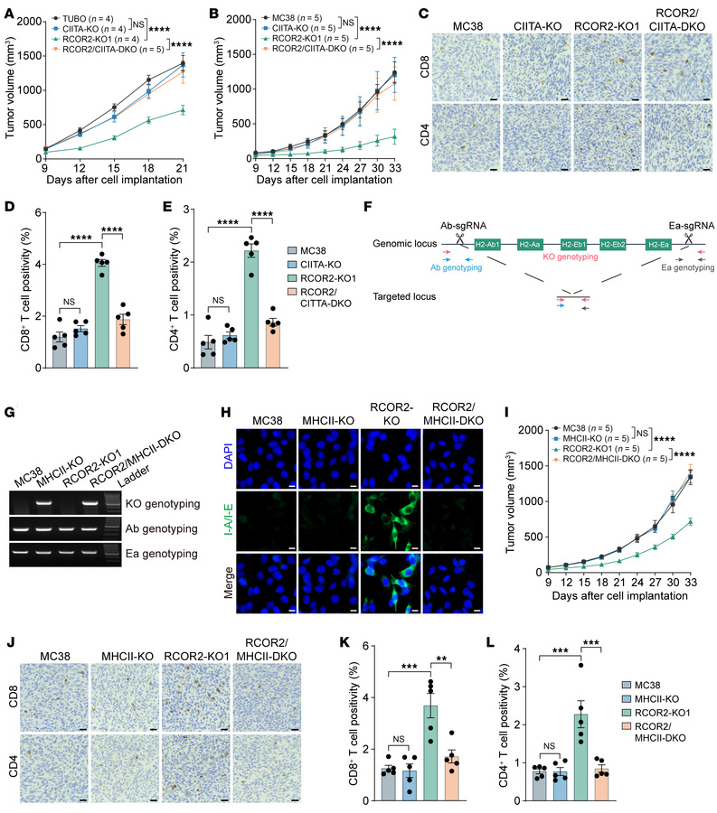 JCI - Tumoral RCOR2 promotes tumor development through dual epigenetic ...