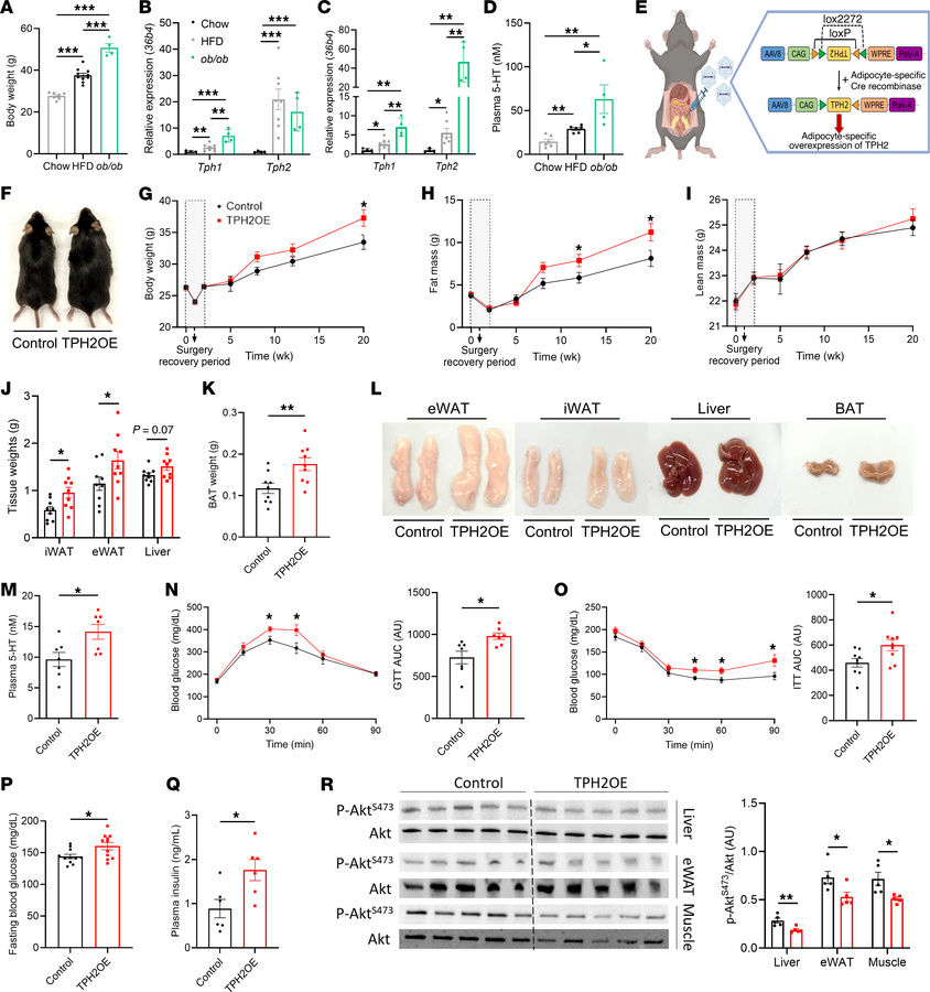 JCI - Hyperinsulinemia-induced upregulation of adipocyte TPH2 ...