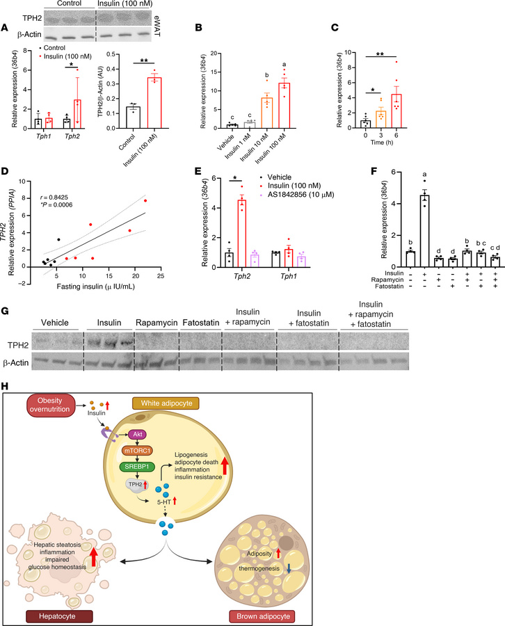 JCI - Hyperinsulinemia-induced upregulation of adipocyte TPH2 ...