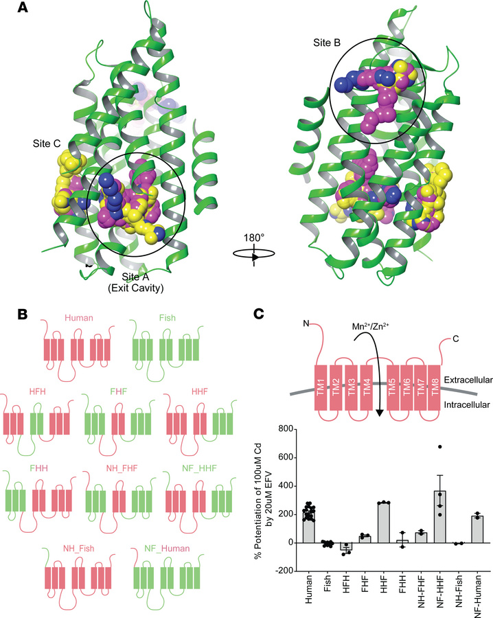 JCI - Allosteric modulation of the solute carrier transporter SLC39A8 ...